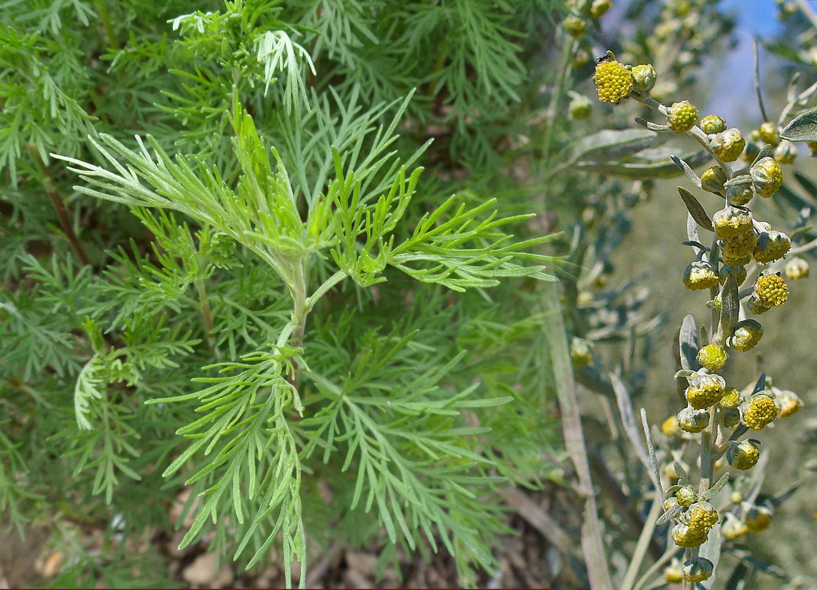 Intelliblog: ALL ABOUT SOUTHERNWOOD