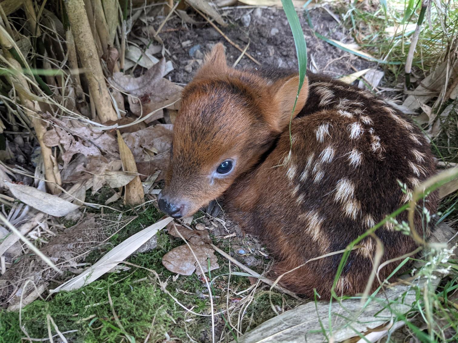 Fawning over you! Say hello to our baby pudu