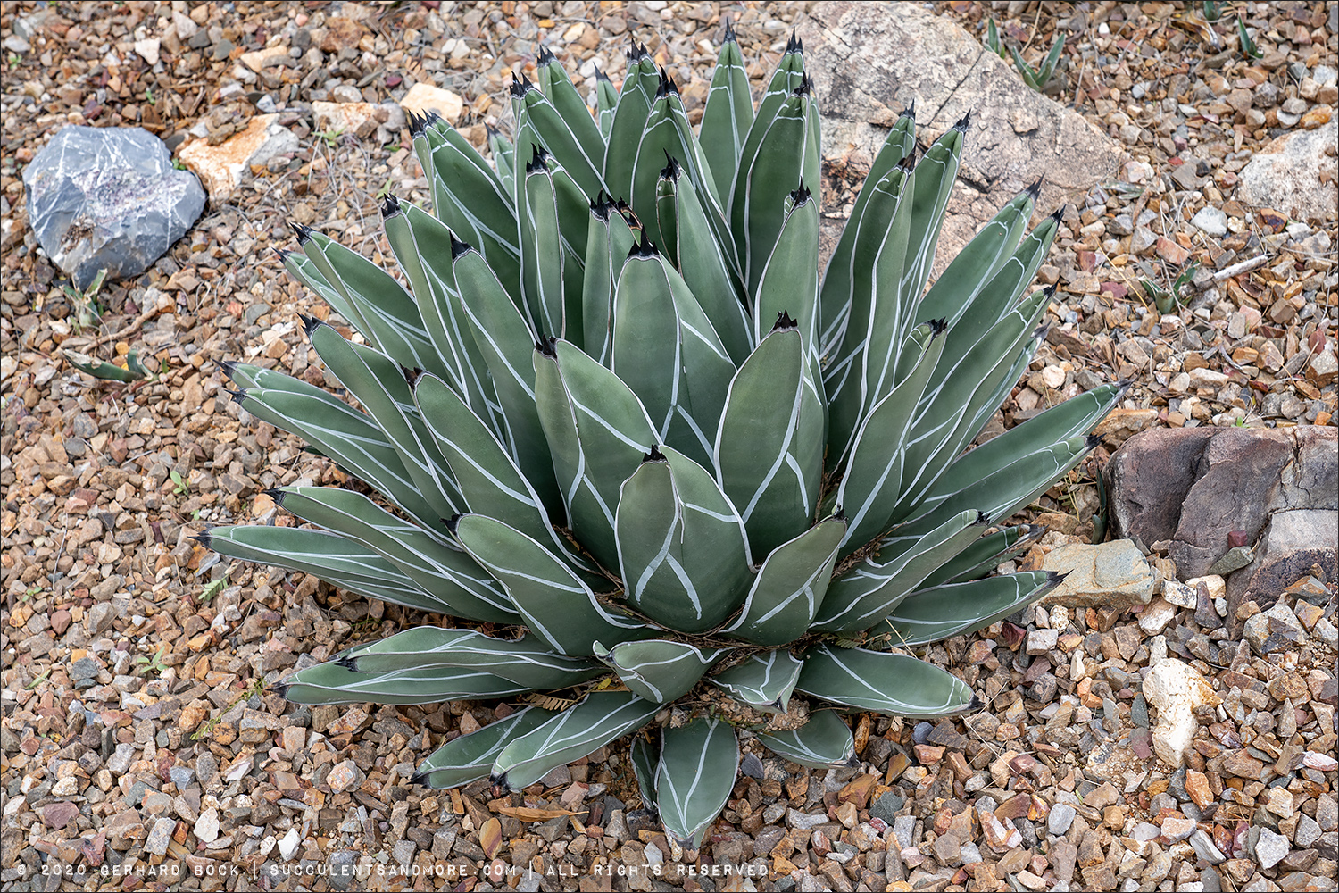 Agave Garden at the Arizona-Sonora Desert Museum