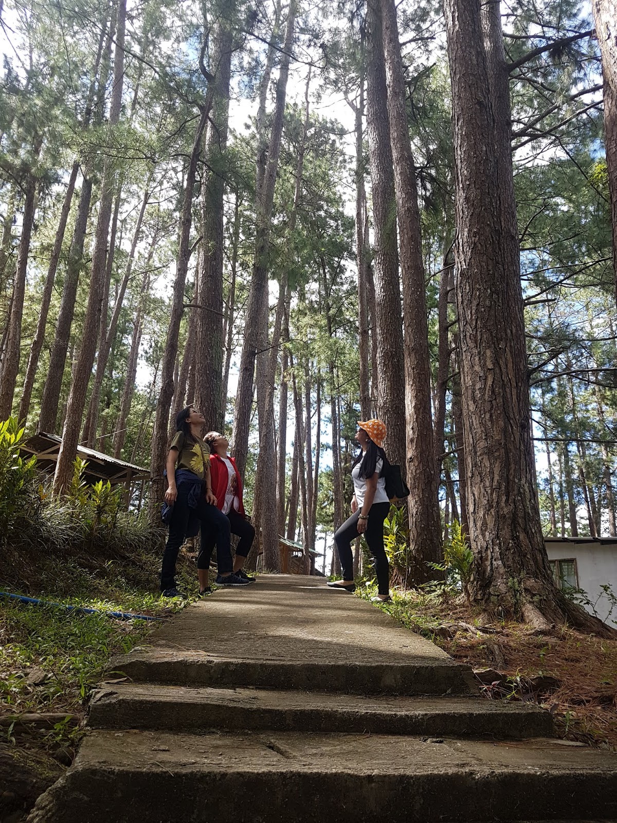 Pine Trees of Bucari, Leon, Iloilo