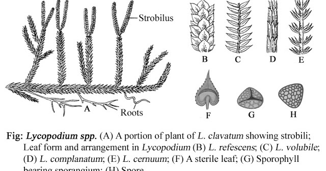 LYCOPODIUM - CLASSIFICATION, STRUCTURE OF SPOROPHYTE, REPRODUCTION ...