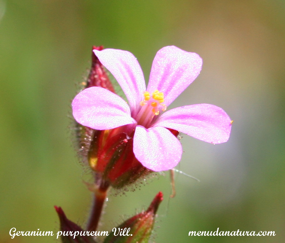 Menuda Natura: Geranium purpureum Vill.