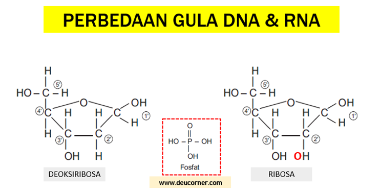Biologi Kelas 12 | Materi Genetik (DNA & RNA) - Dewanto, S.Pd ...
