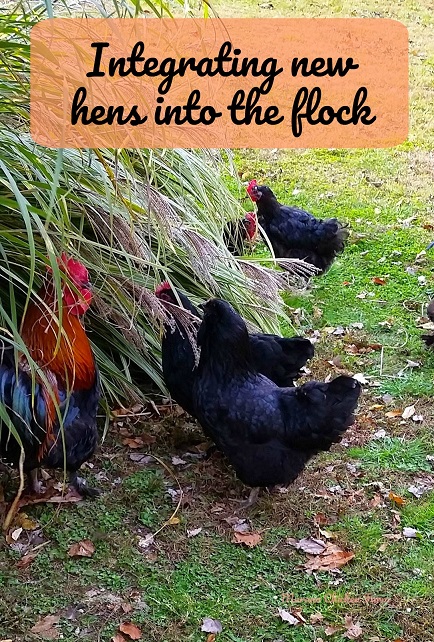 How to add new chickens to the flock (without drama!) - Murano Chicken Farm