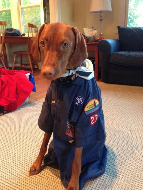 redbirddog - a hungarian pointer (vizsla) blog: Vizsla Halloween