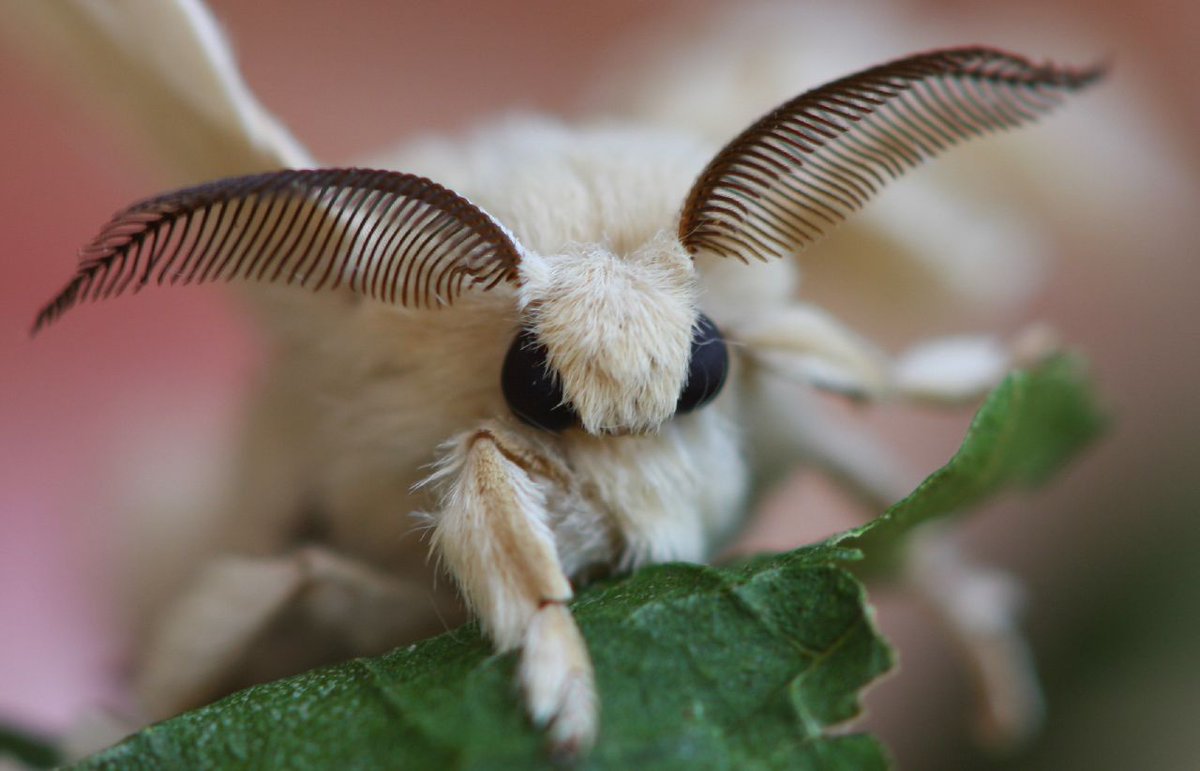 VENEZUELAN POODLE MOTH photos - wallpapers (ανανεωμένο) | the fun bank