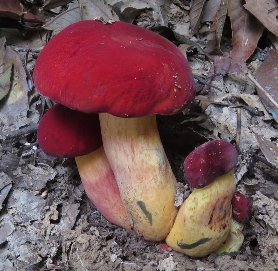 Species New to Science: [Fungi • 2018] Lanmaoa rubriceps • A New Bolete ...