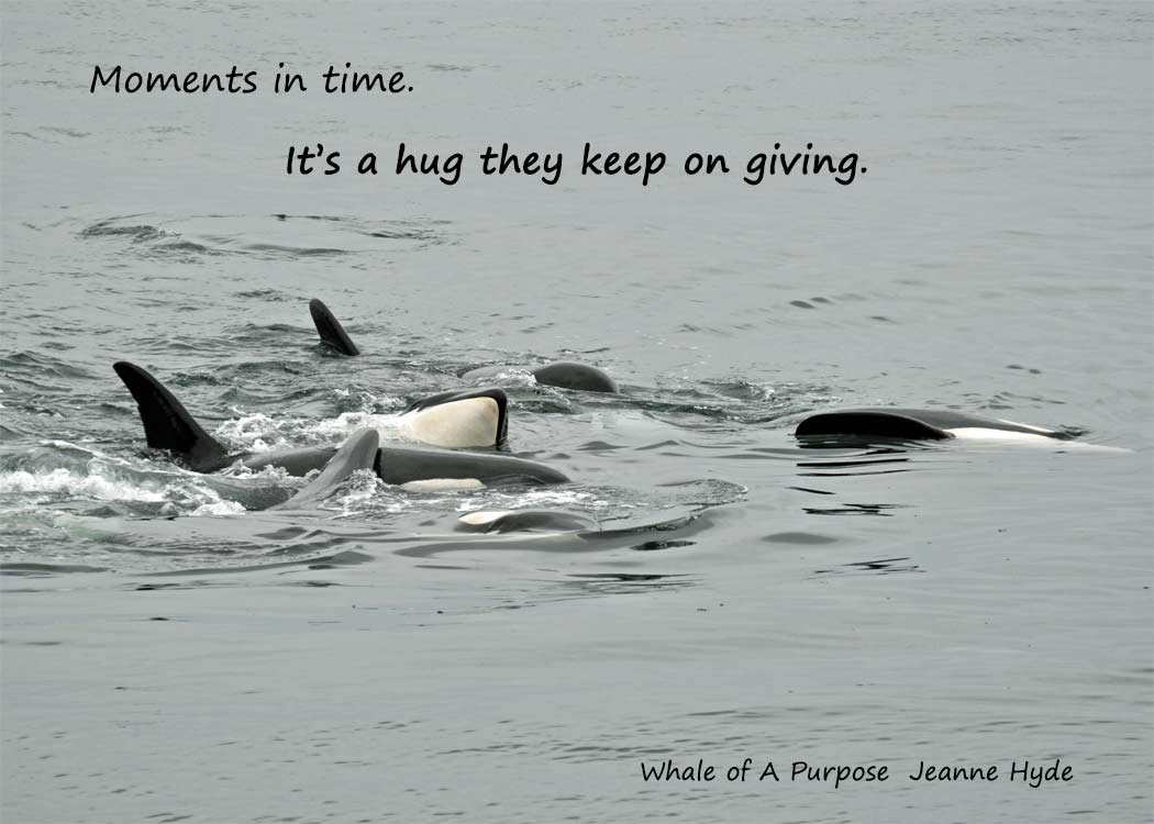 Whale of A 'Purpose': 3-28-2020 A Southern Resident Oca Hug