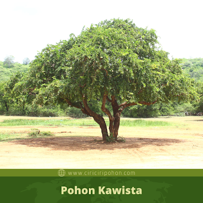 Ciri Ciri Pohon Kawista (Limonia acidissima) Di Alam Liar ...