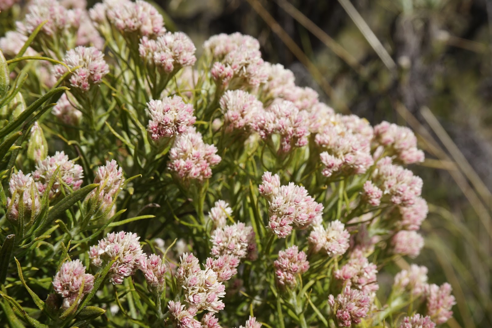 Sedikit Cerita Dari Bromo mengenai Edelweiss (Anaphalis javanica)