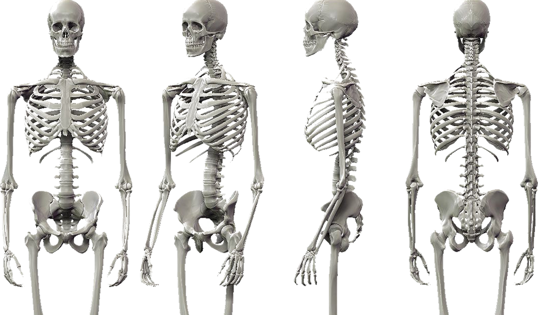 The Helpful Art Teacher: Create your own 'Skeleton Dance' Animation ...