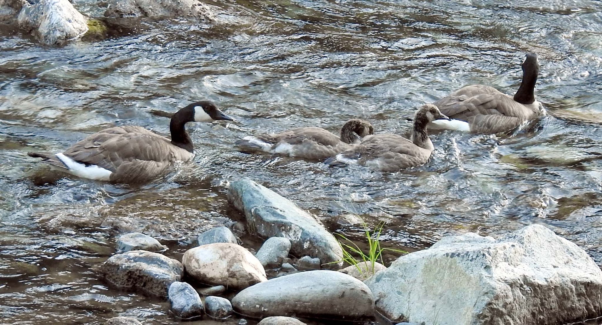 North Yuba Naturalist: River Birds!