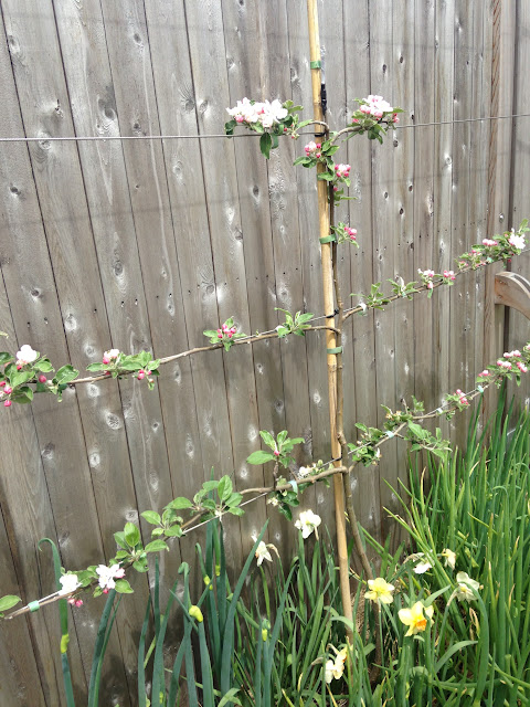 Tooling Up: Urban Micro-Orchard Year 3