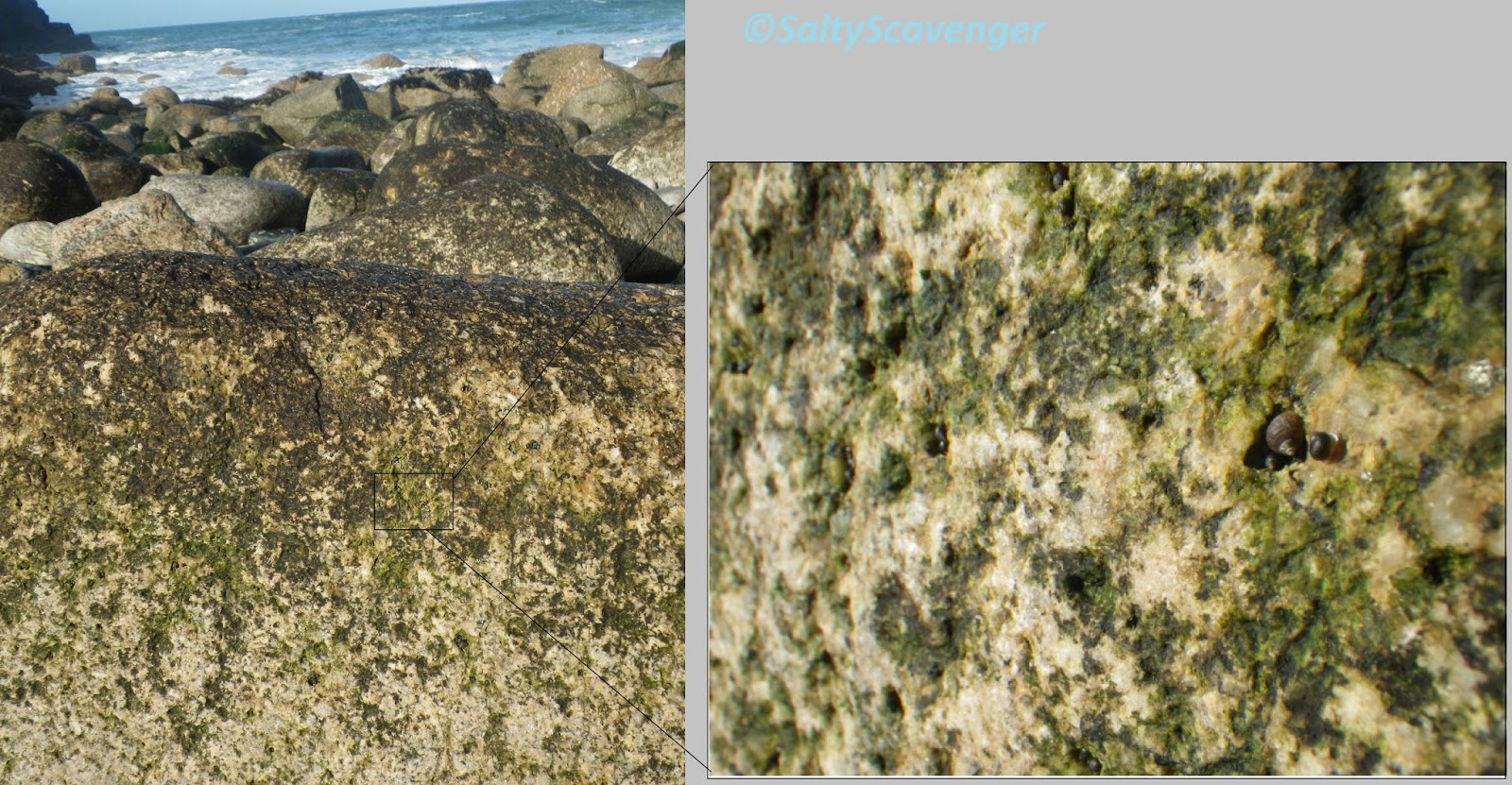 Rock Pooling: June 2016