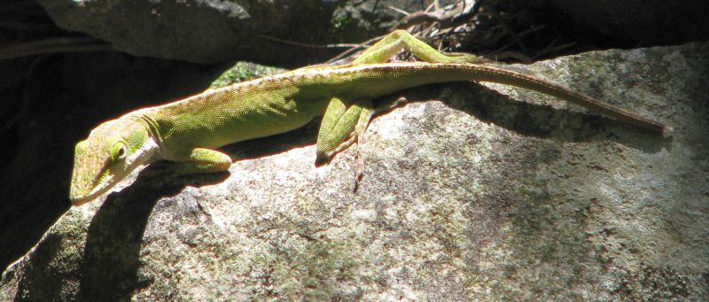 backyard critter watch: A Green Anole on Maui