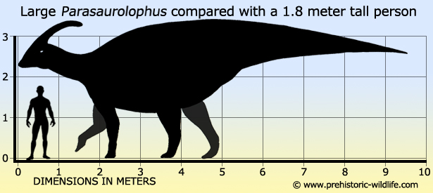 Dinosaurios y Vida Prehistórica: Parasaurolophus. El “pico de pato” por ...