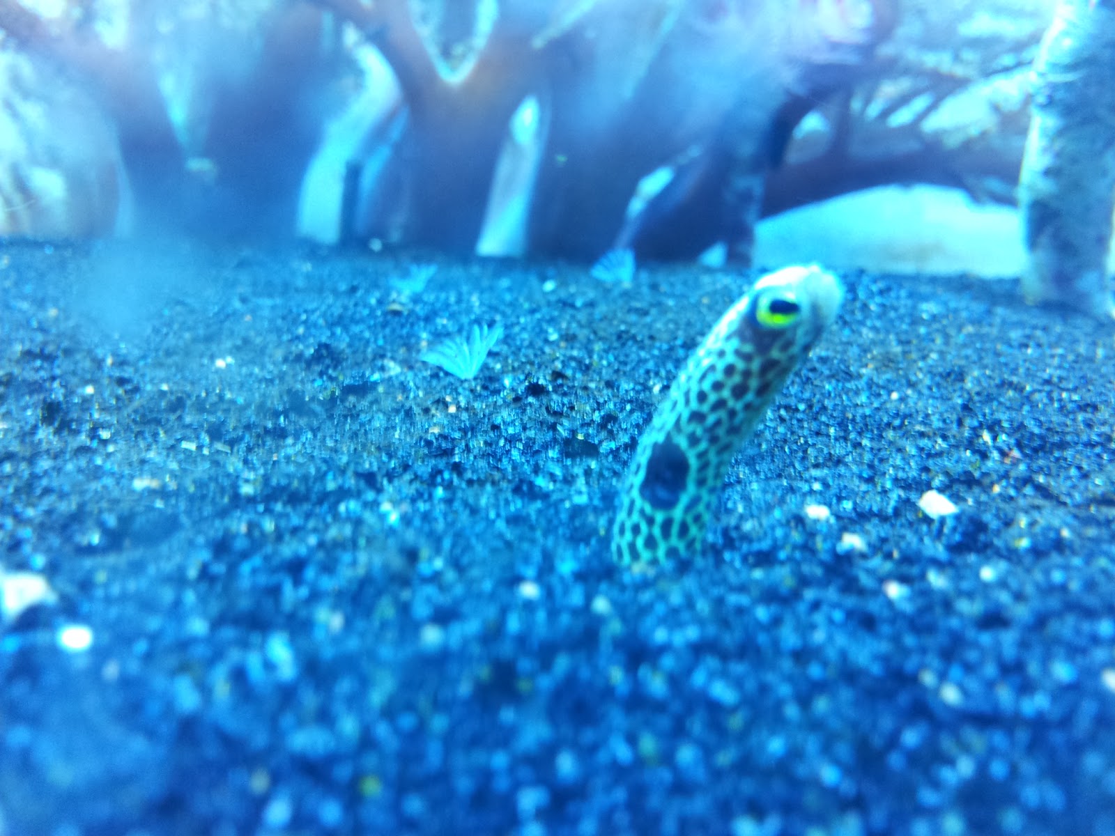 Blogger Bates: Portland Aquarium