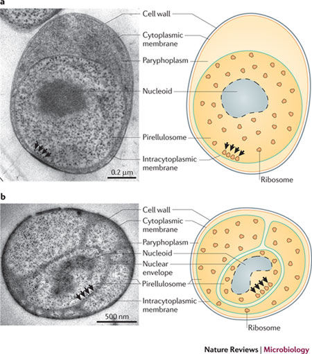 Įdomioji biologija: planktomicetai ~ Mikrobiologija - kas tai?