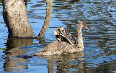 Majura birds: November 2012