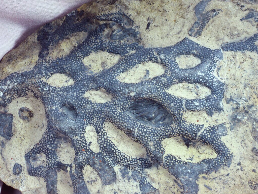 Middle-Devonian Life II: Invertebrates