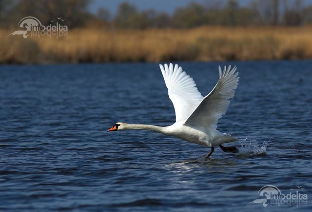 Pasari in lume: Lebada muta Lebedele fac parte din categoria păsărilor ...
