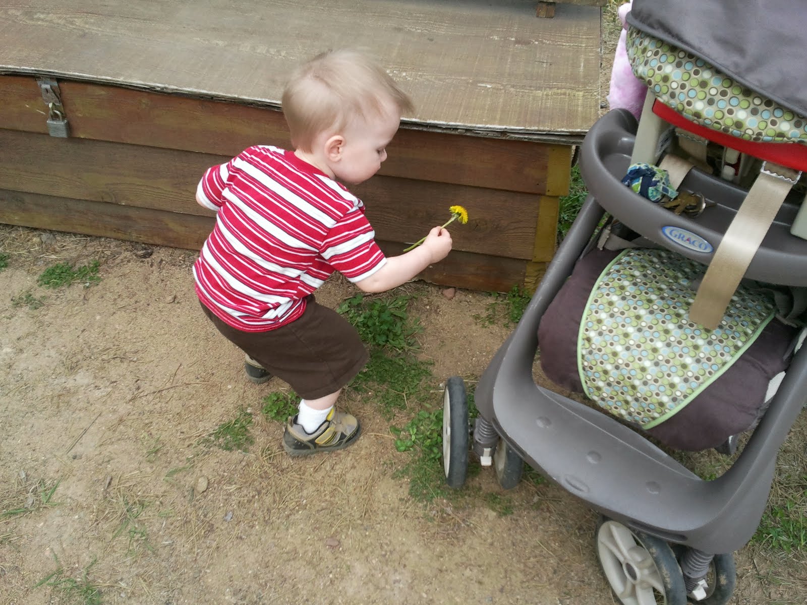 Daisies 'N Diapers