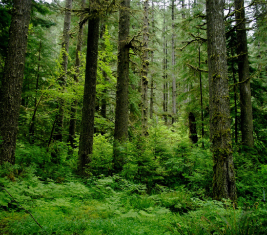 FORESTS: THREE MAJOR TYPES OF FORESTS