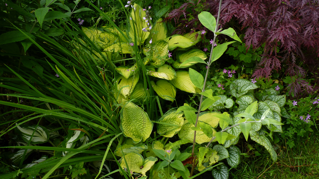 Høneballehaven på Samsø og Hellerupvej på Fyn: Hostaer og liljer og lidt andet