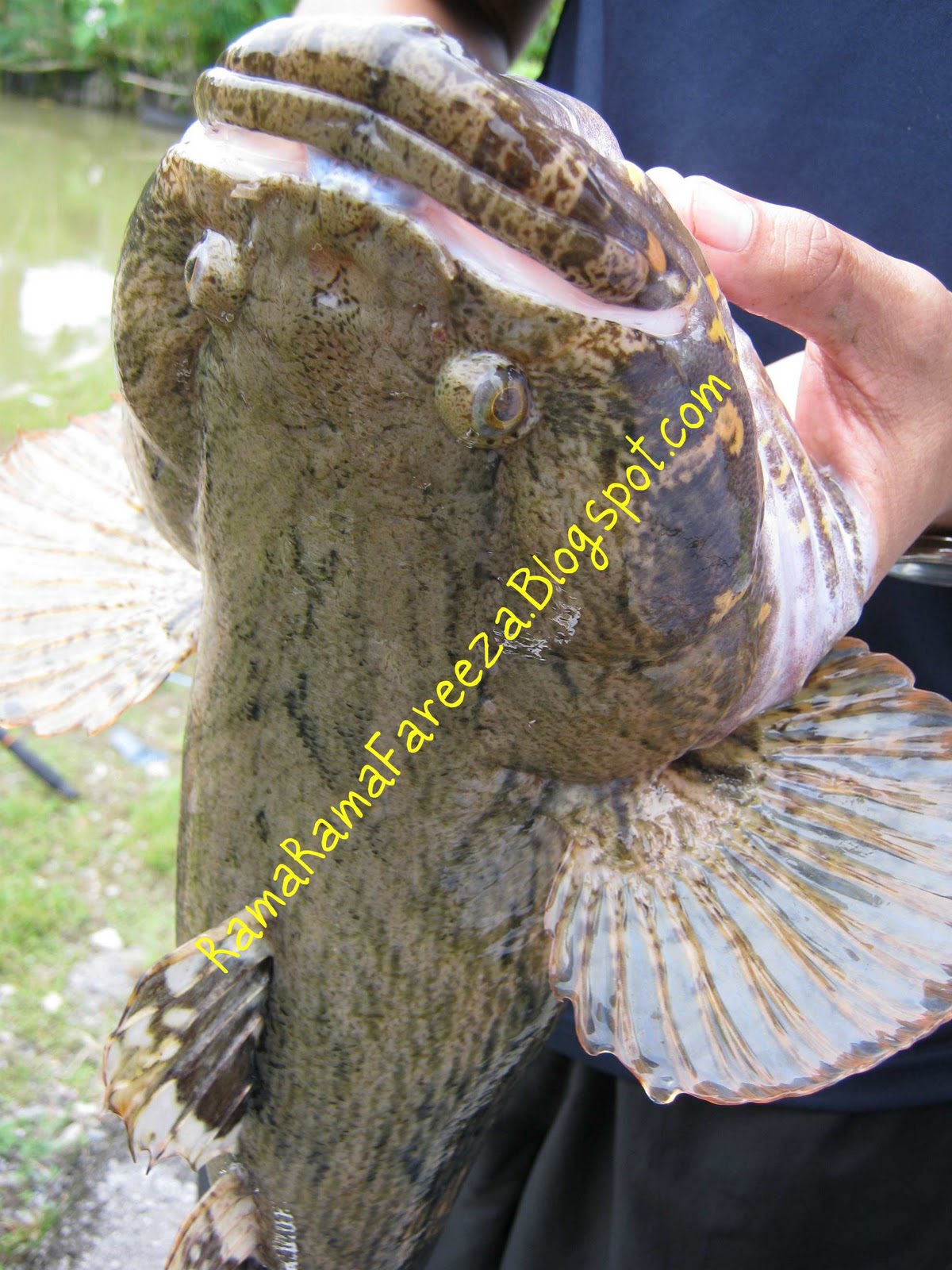 Jangan Bunuh RaMa-RaMa :::: ::: Ikan Bertutu