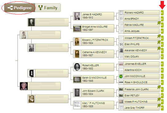 Twisted Twigs On Gnarled Branches