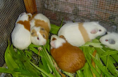 Alimentación en los cuyes | crianza de cuyes conejos y mascotas