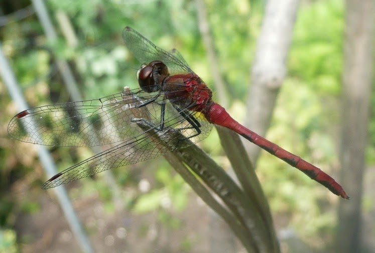 ...COQUELICOTS, COQUILLAGES...et BELLES PAGES !: Libellule sympetrum ...