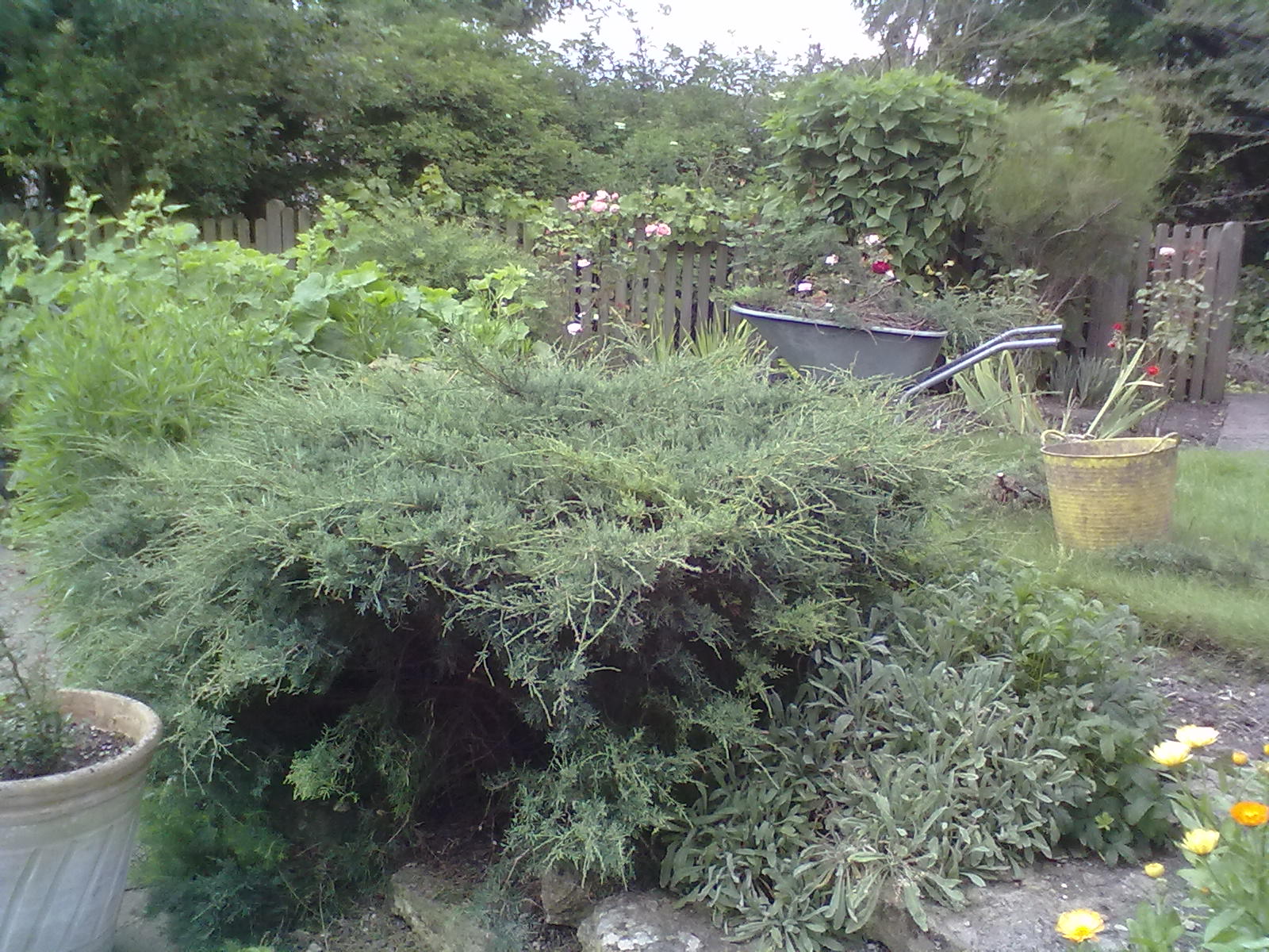 Rachel the Gardener: How to: start a Cloud pruned Juniper from scratch