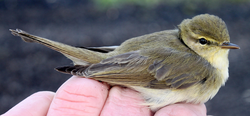 Another Bird Blog: Slowly Does It With A Sad Song