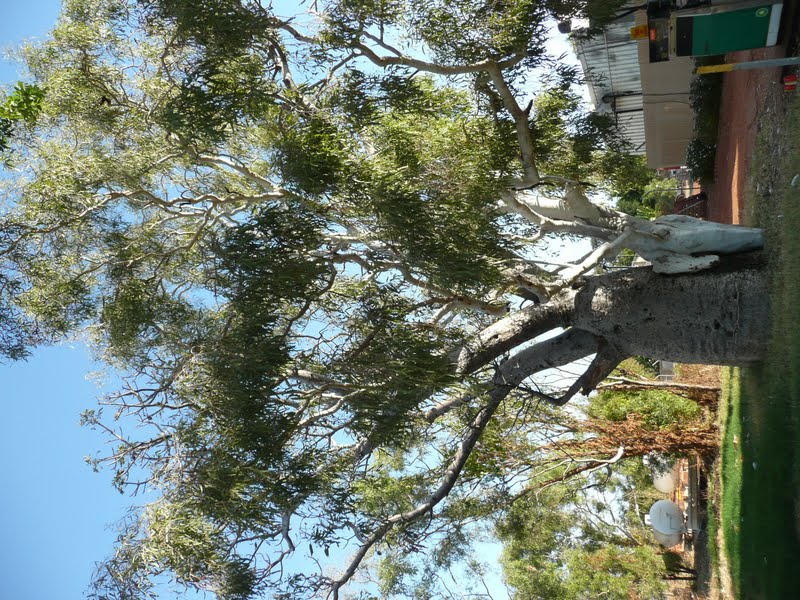 Nele & Andrew Around Oz: Kimberley Entrance Caravan Park, Derby, WA