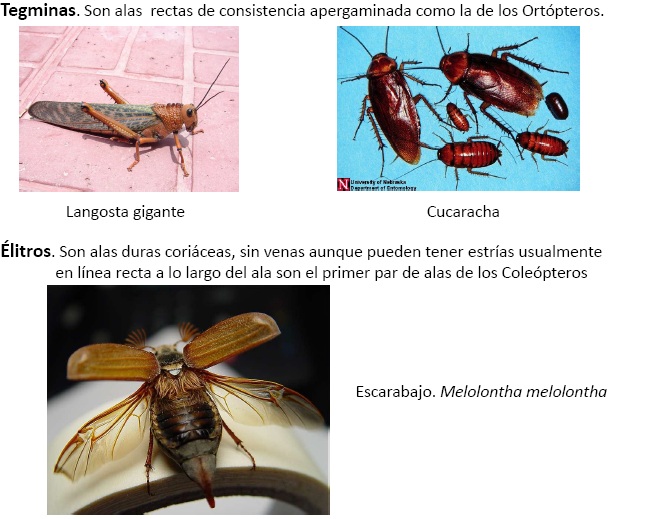Entomologia y Aracnologia: IDENTIFICACIÓN ANATÓMICA DEL TÓRAX Y ...