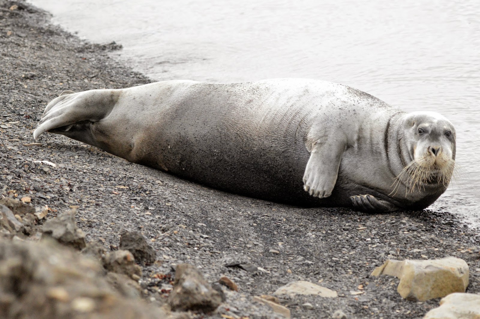 SVALBARD ARTIC FOX: foca comune