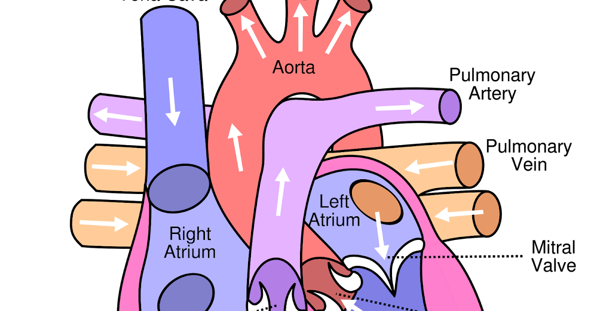 Maya G. Biology : Unit 10 Reflection
