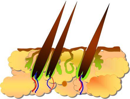 Follicular Unit Transplant: What is a Follicular Unit?