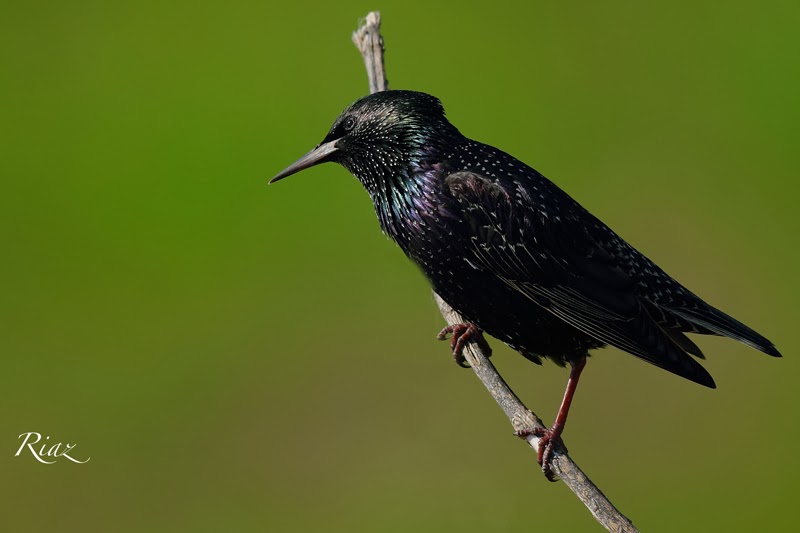 Rare Birds Found in Pakistan