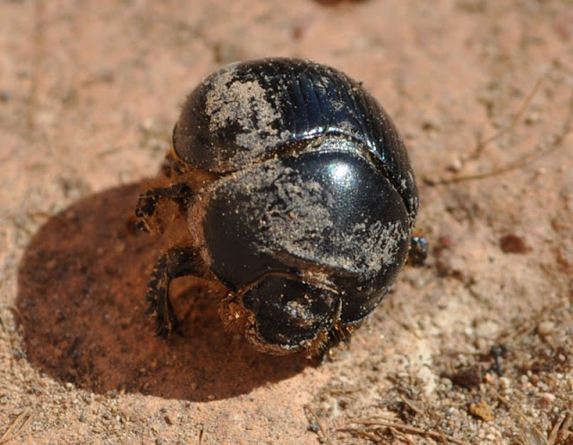 Coleopteros de Villena y comarca: Bolbelasmus brancoi