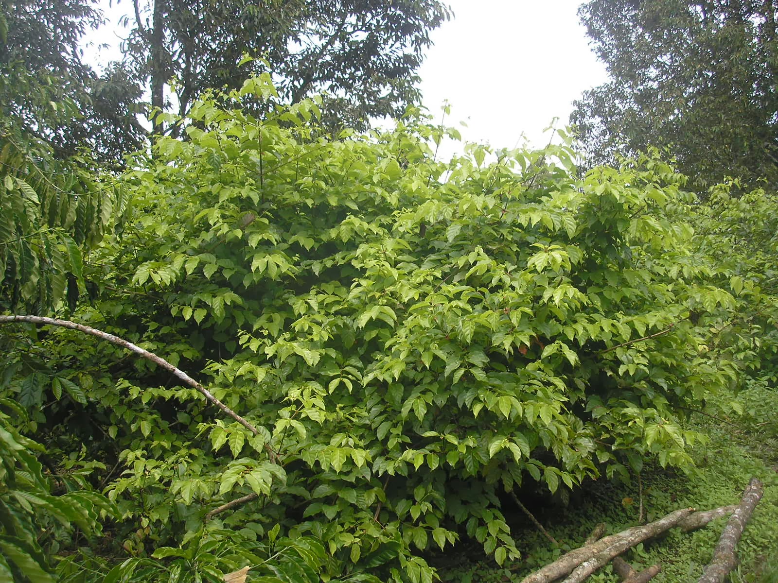 BMP Umroh Padang : GAMBIR