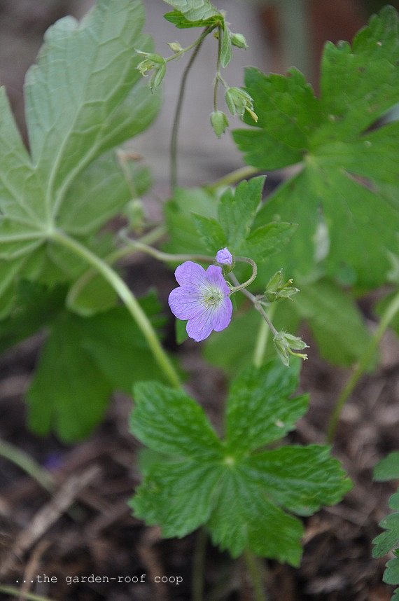the garden-roof coop: April Wildflowers...
