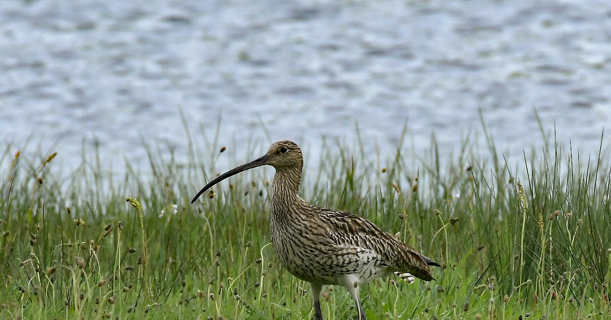 Vogels spotten - vogelsoorten register: Wulp