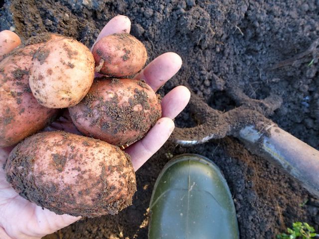 My Rose Valley: Digging potatoes