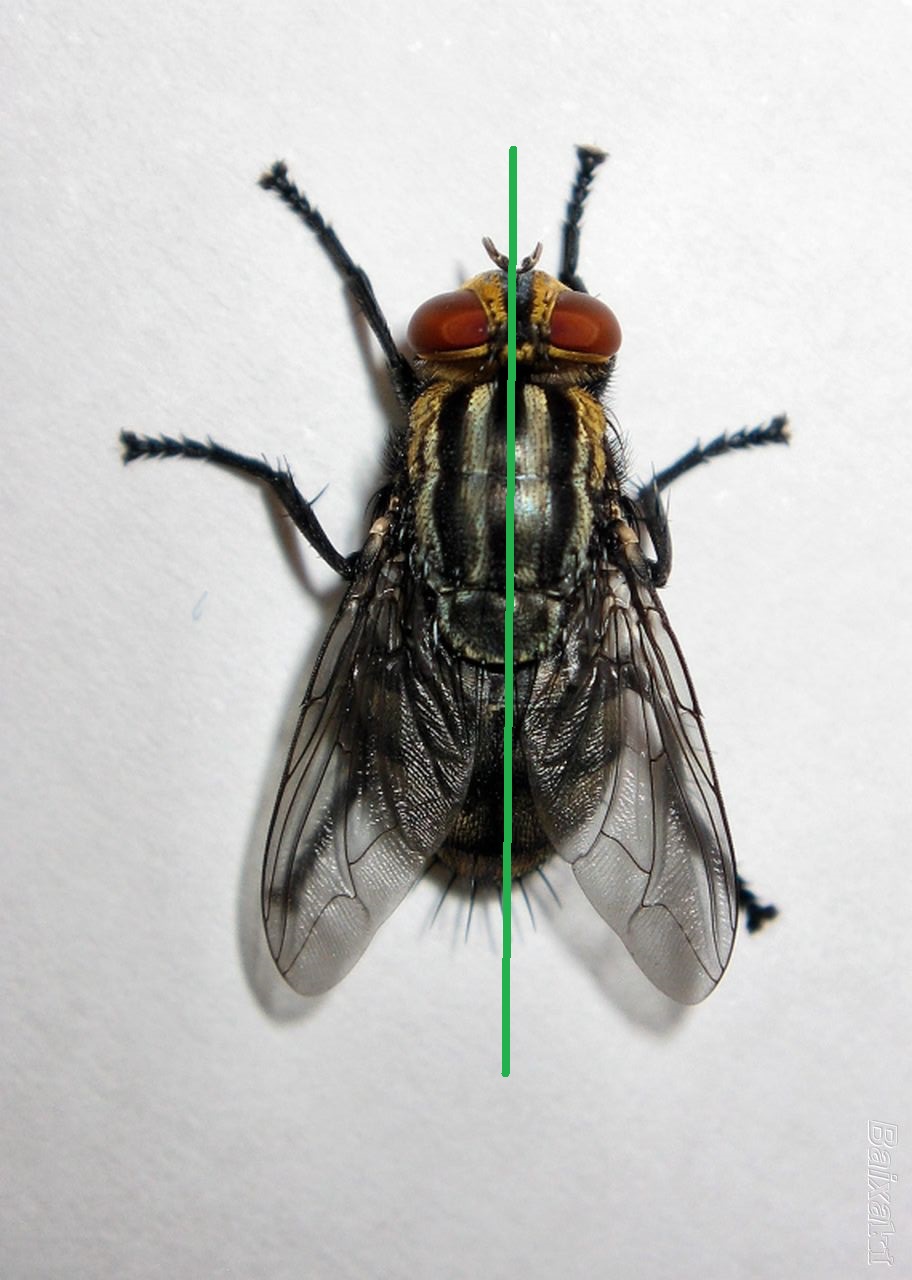 BichArte...¡Un lugar para quedArte!: Simetrías