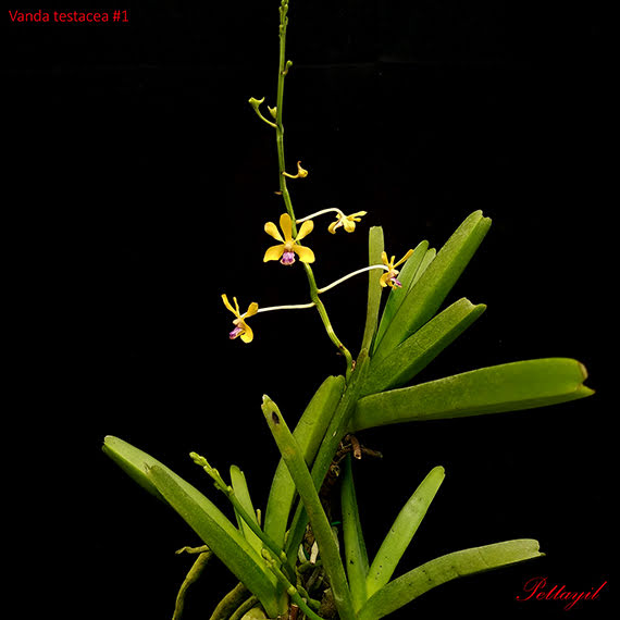 Vanda testacea (Lindl.) Rchb.f.