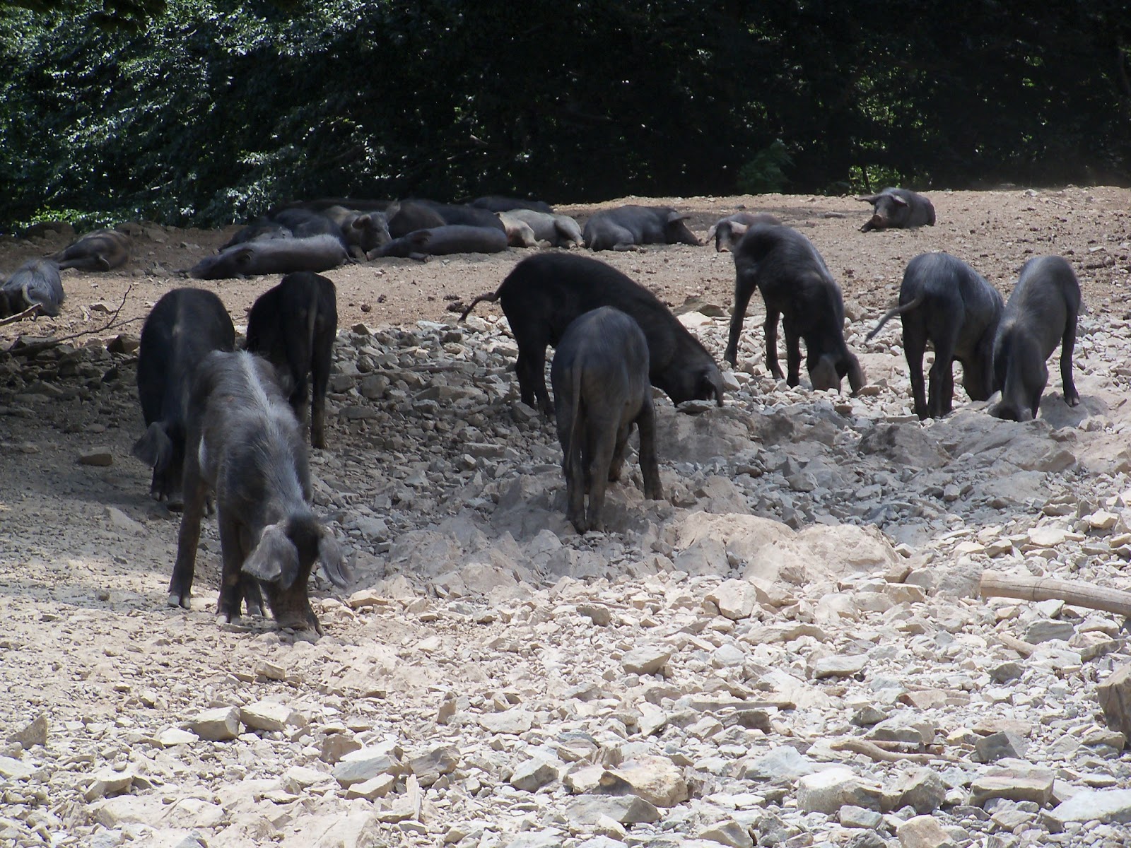 Les races locales de porcs: Porc Nustrale