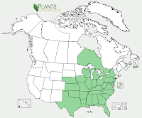 Wingstem is Verbesina alternifolia flowering native for the landscape