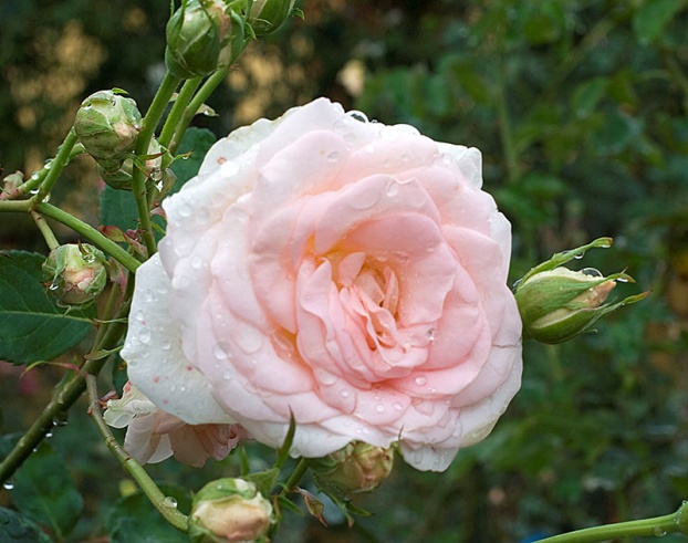 Madeira Rose Garden-English: Modern Garden Roses